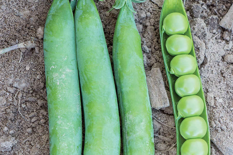 PLS 595 | Peas | Products | Vegetables | Rupp Seeds