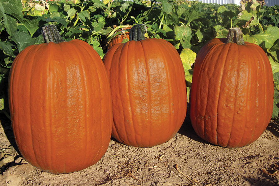 Early Giant | Xtra Large | Pumpkins | Products | Vegetables | Rupp Seeds