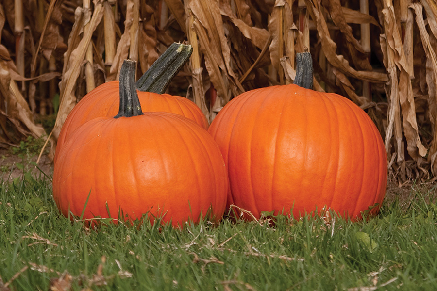 Solid Gold | Xtra Large | Pumpkins | Products | Vegetables | Rupp Seeds