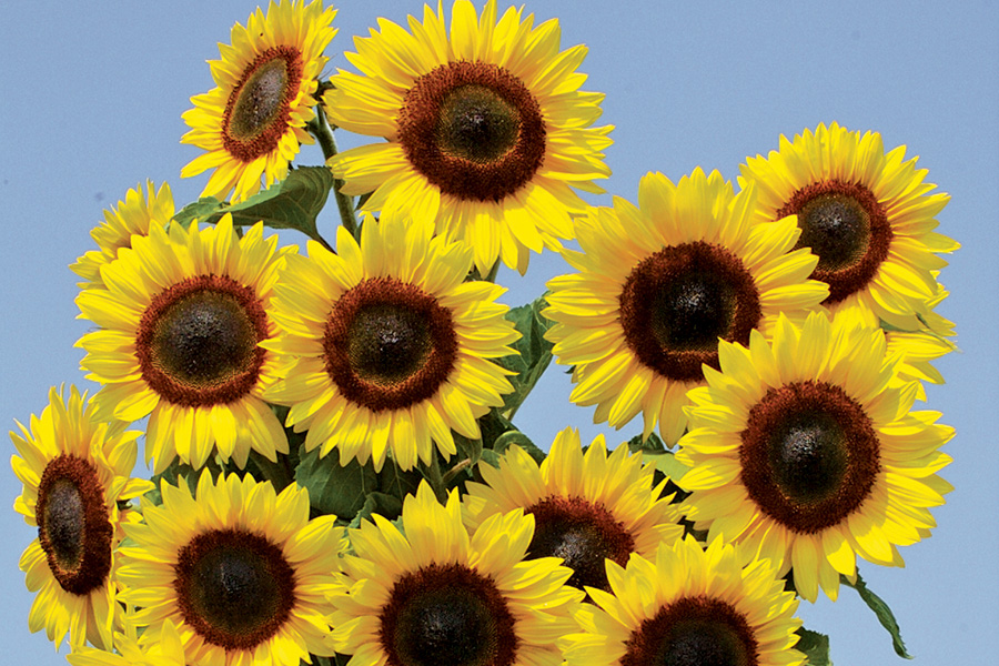 Full Sun Improved | Cut Flowers | Sunflowers | Products | Vegetables ...