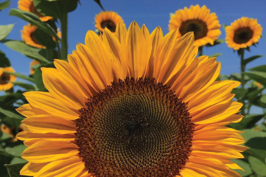 ProCut Orange Excel | Sunflowers | Products | Vegetables | Rupp Seeds