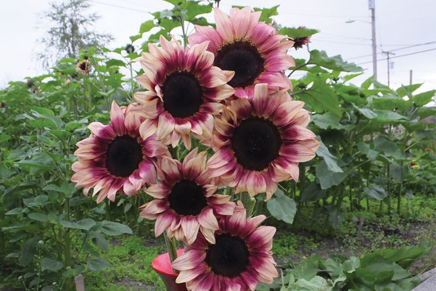 ProCut Plum | Cut Flowers | Sunflowers | Products | Vegetables | Rupp Seeds