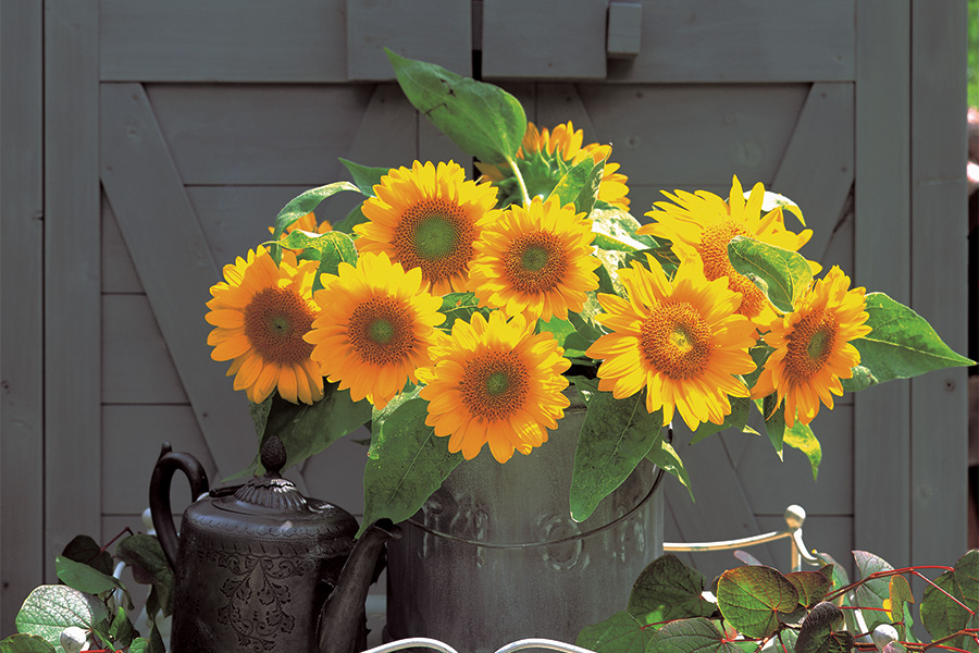 Sunrich Gold | Sunflowers | Products | Vegetables | Rupp Seeds