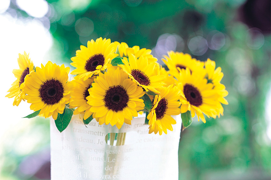Sunrich Lemon | Cut Flowers | Sunflowers | Products | Vegetables | Rupp ...