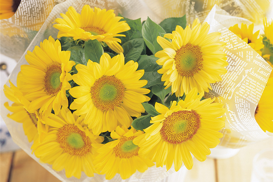 Sunrich Lime | Sunflowers | Products | Vegetables | Rupp Seeds